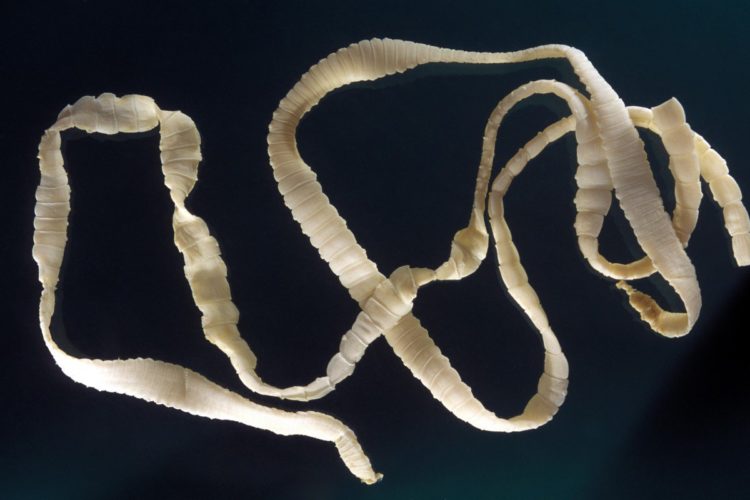 The 20 Most Dangerous Wild Animals in the World